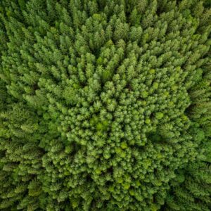 Was ist FSC Holz? Nachhaltige Waldwirtschaft | Florco®